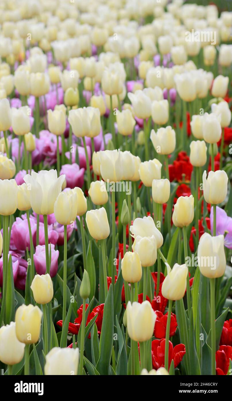 Beautiful different tulips hi-res stock photography and images - Alamy