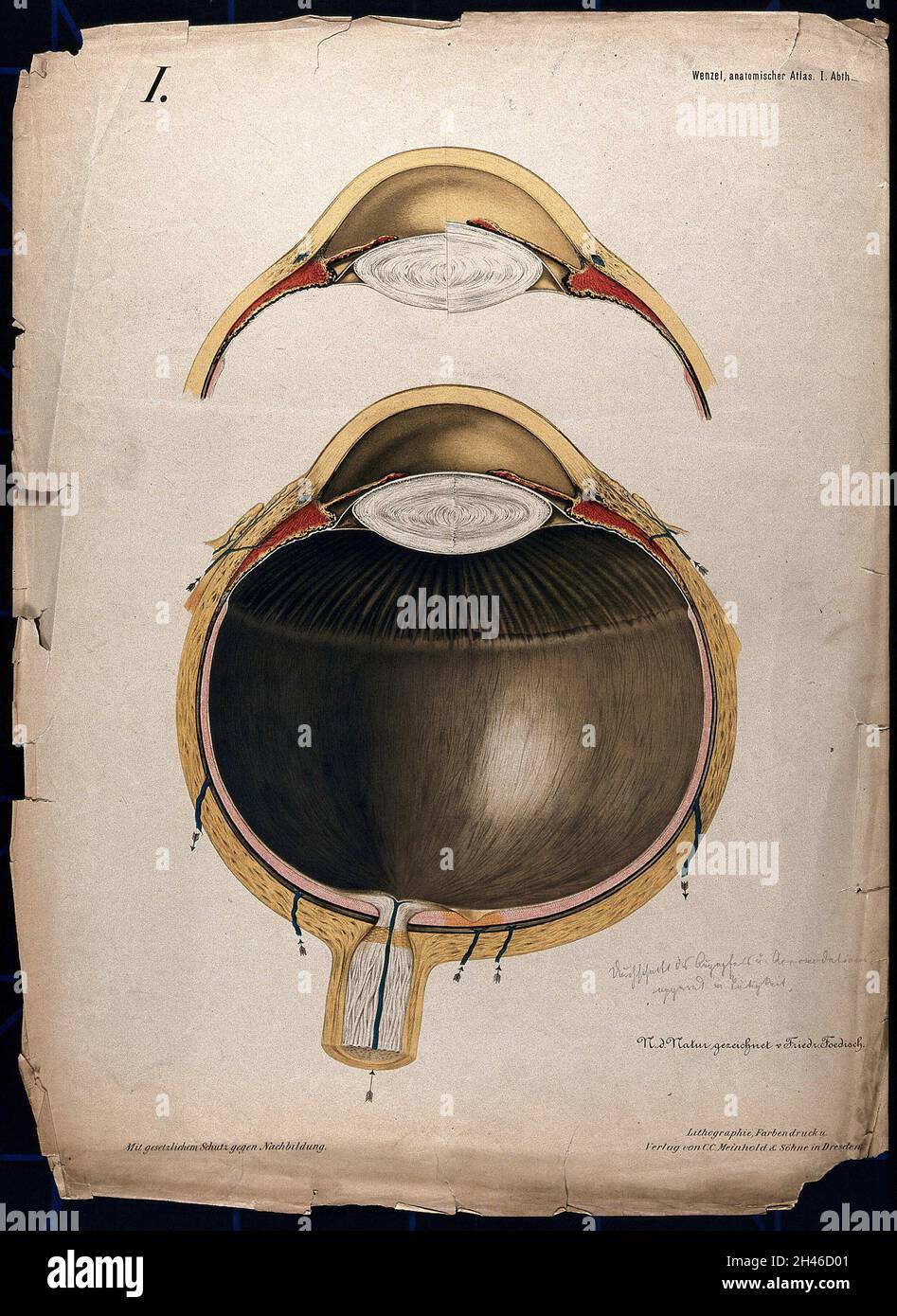 Section of the eye. Colour lithograph by F. Foedisch, 1875 Stock Photo ...