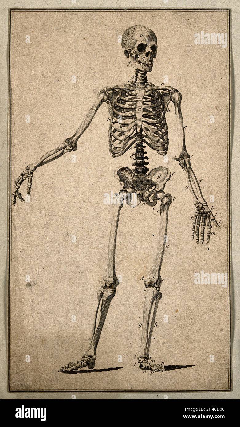 Human skeleton engraving hi-res stock photography and images - Alamy