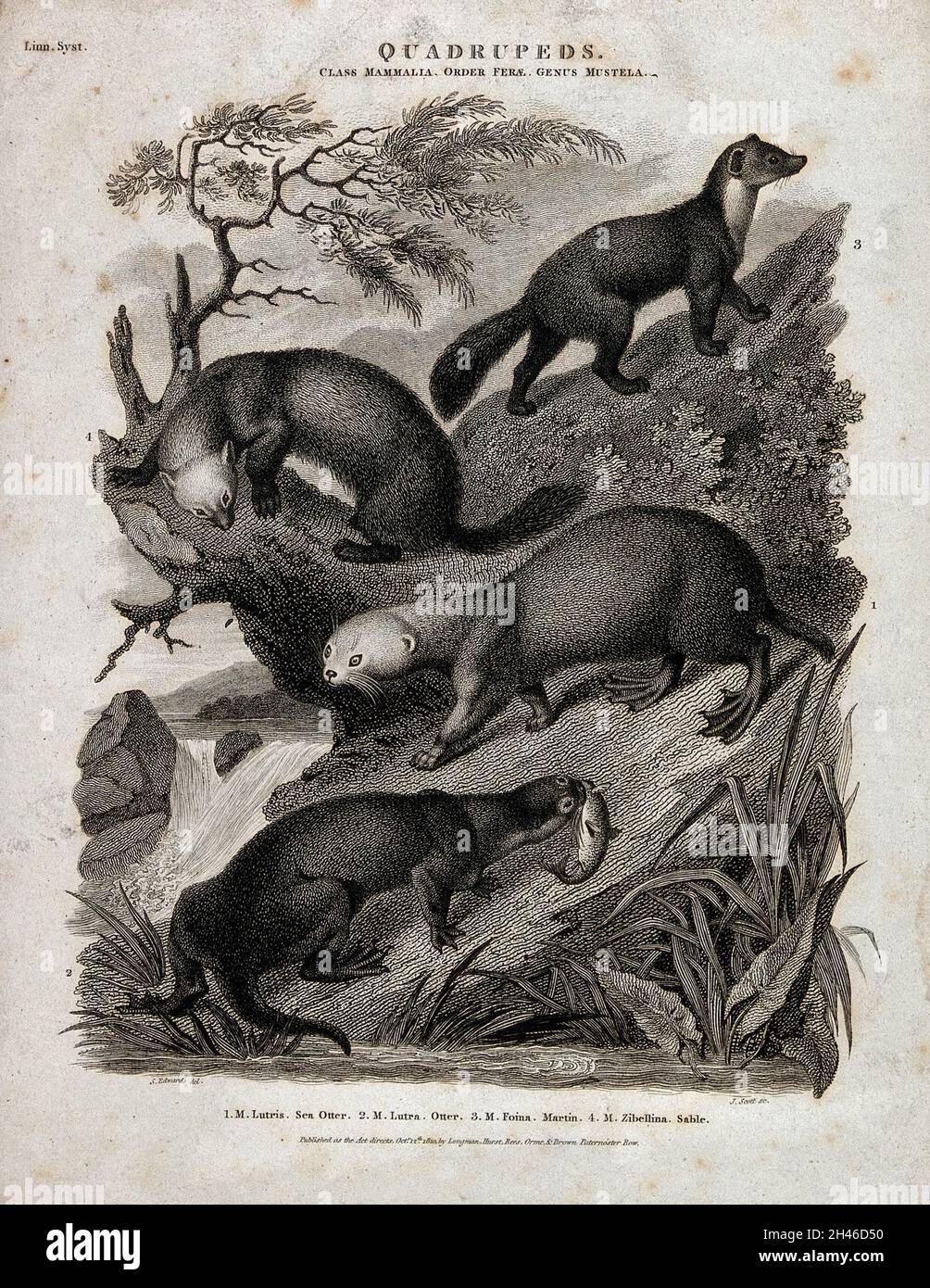Four four-footed mammals of the order Ferae shown in their natural ...