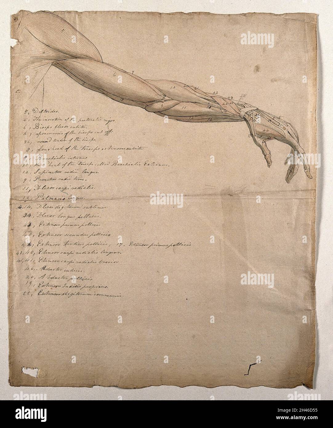 The muscles of the arm and hand. Pen and ink, with pink and grey ...