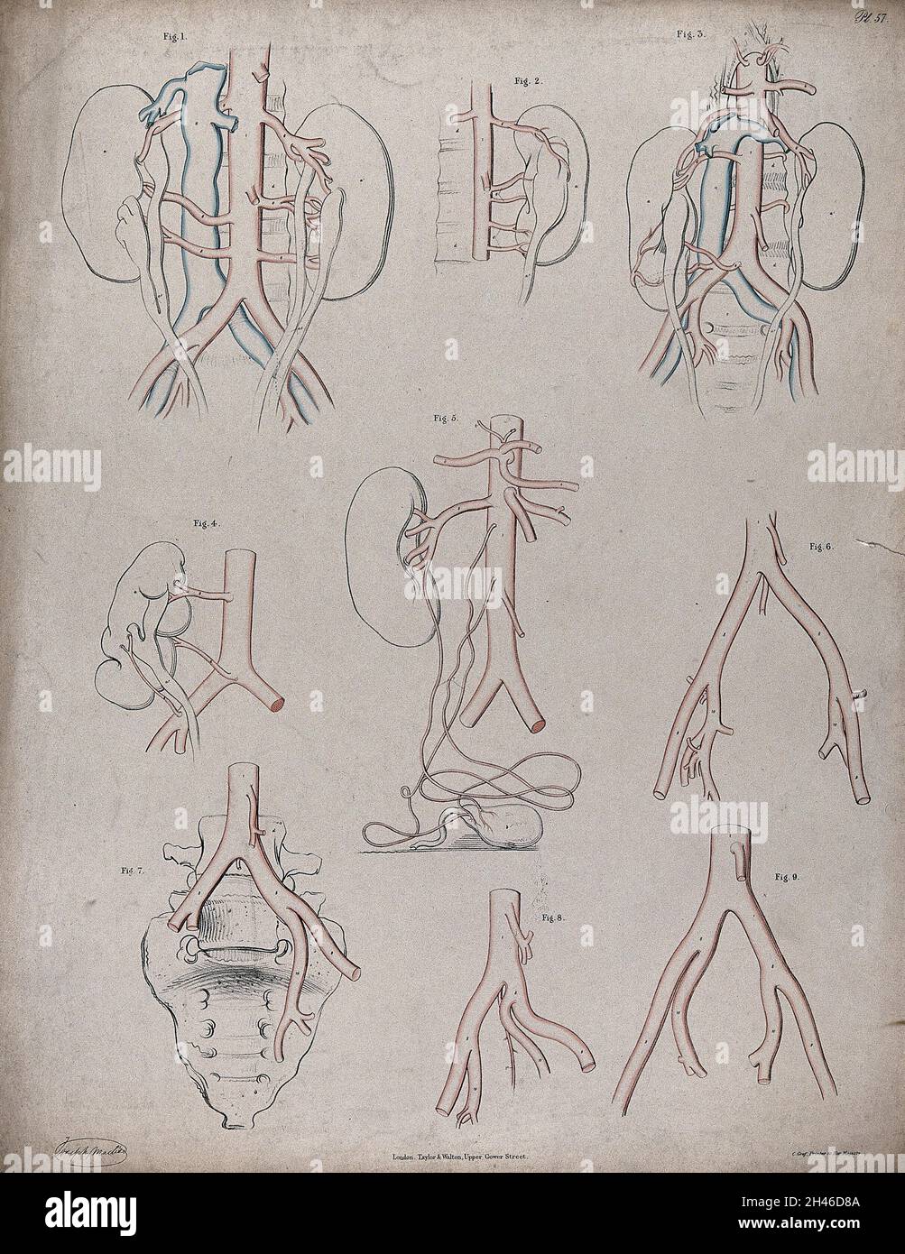 The circulatory system: diagrams showing the kidneys and sacrum, with ...