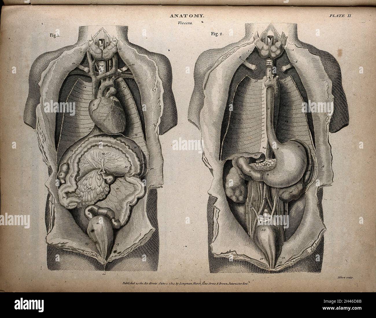 Human body organ systems hi-res stock photography and images - Alamy