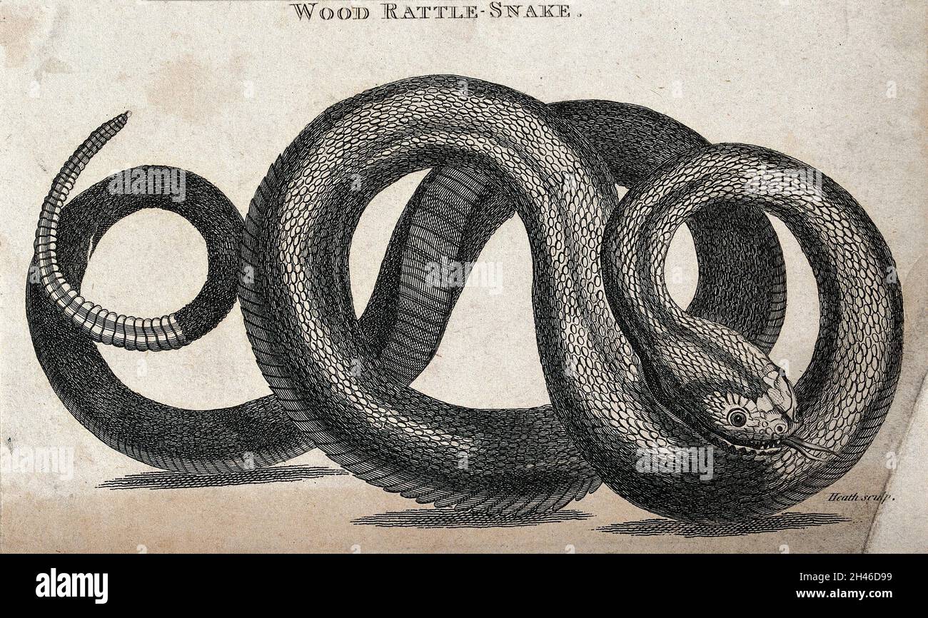A wood rattle-snake. Etching by Heath Stock Photo - Alamy