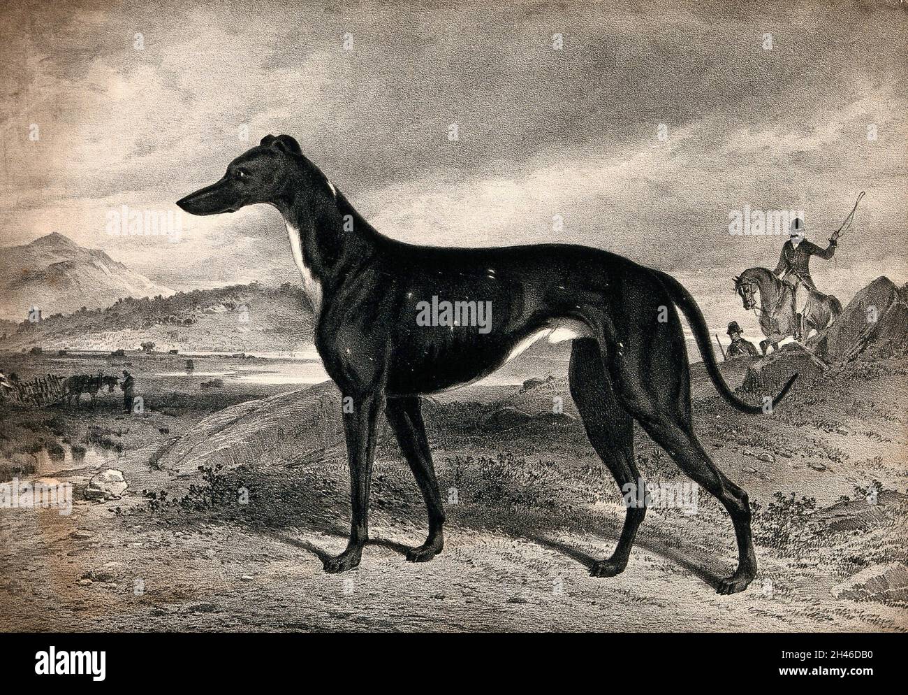 A greyhound; man on horseback in the background. Lithograph, 1893 Stock ...
