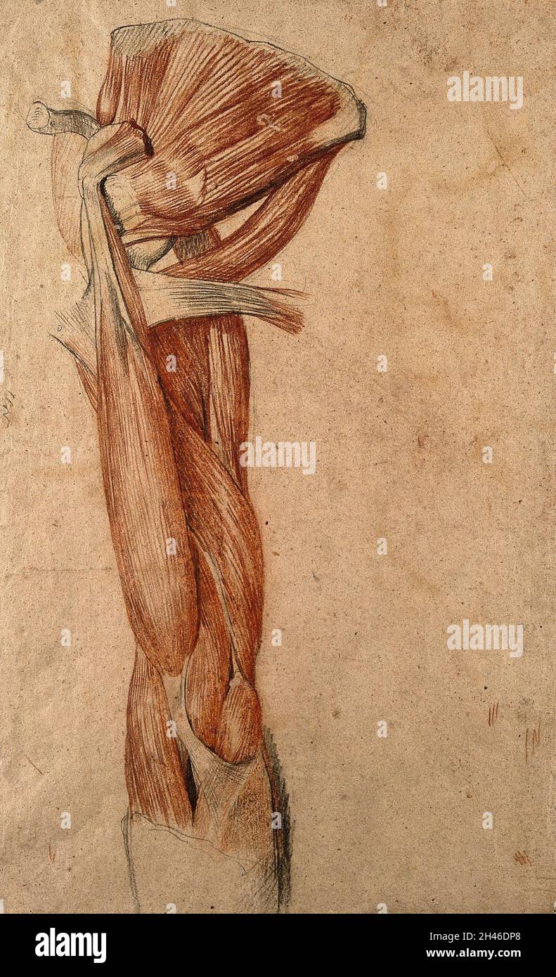 Muscles of the arm. Black and red chalk drawing, by C. Landseer, ca ...