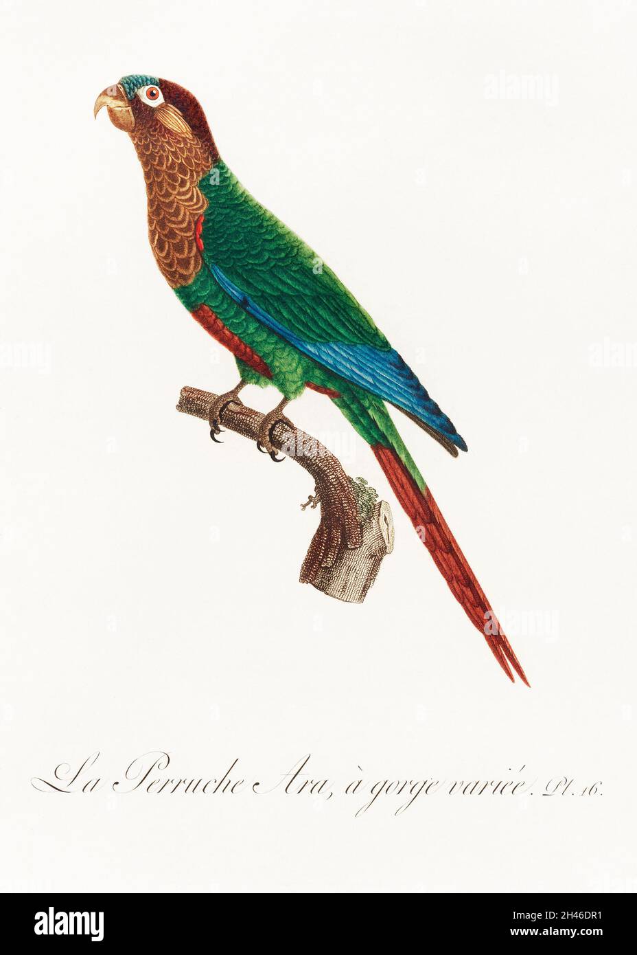 Wave-Breasted Parakeet from Natural History of Parrots (1801—1805) by ...