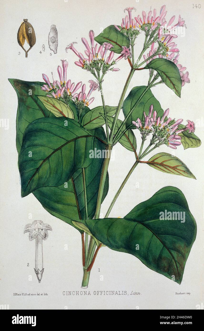Quinine plant from medicinal plants by Robert Bentley, 1880 Stock Photo ...