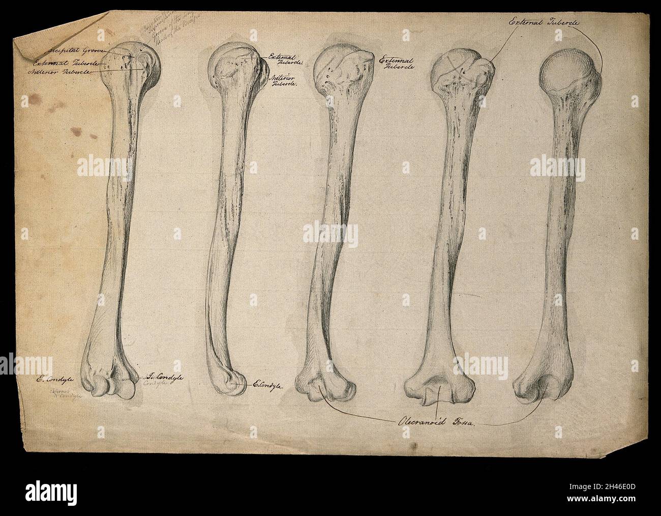 Humerus bone: five figures. Pencil drawing, ca. 1804 Stock Photo - Alamy