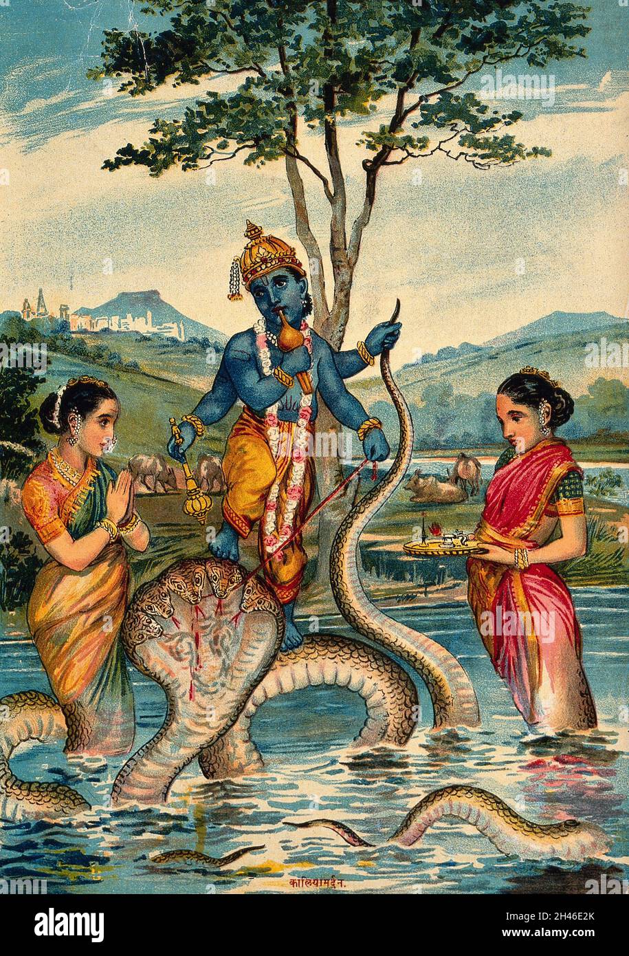 Kaliya snake hi-res stock photography and images - Alamy