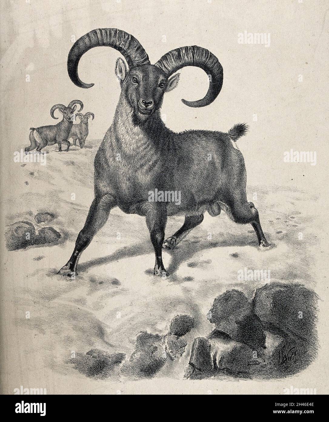 A ram, possibly of the blue or Burrhel sheep, with long curved horns ...