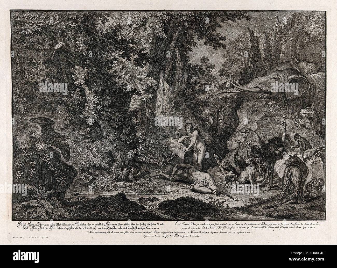 Eve emerges from sleeping Adam's side. Etching by J.E. Ridinger after ...