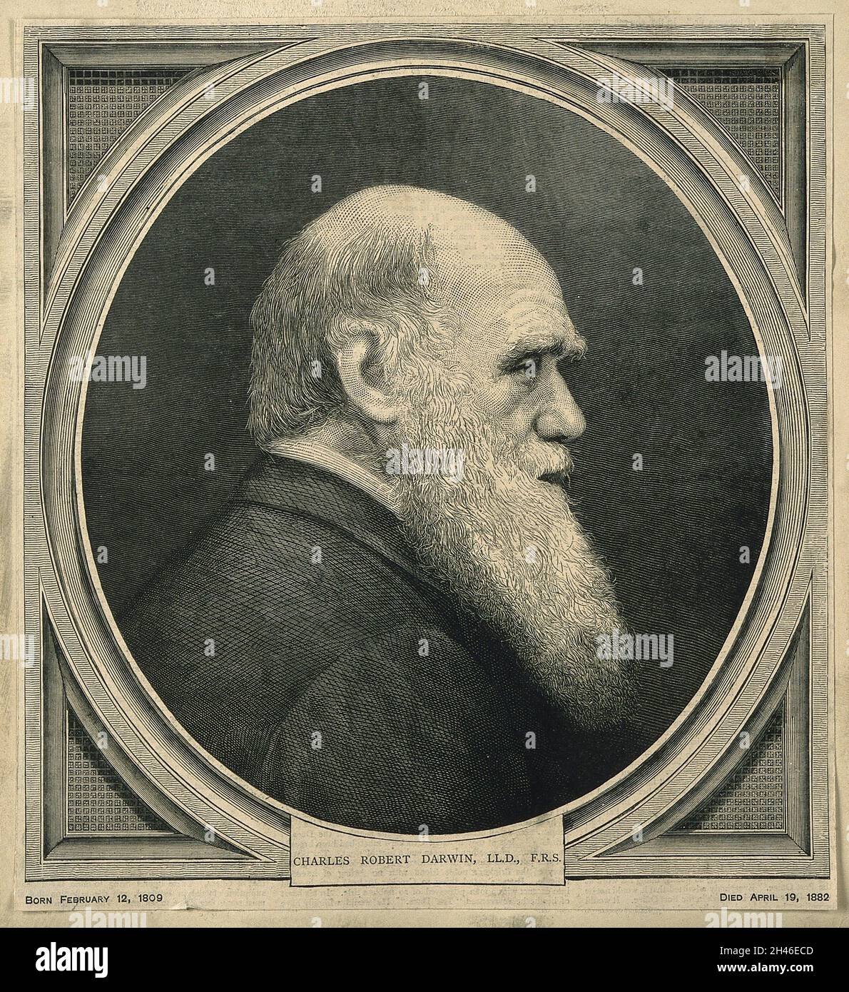 Charles Robert Darwin. Wood engraving Stock Photo - Alamy