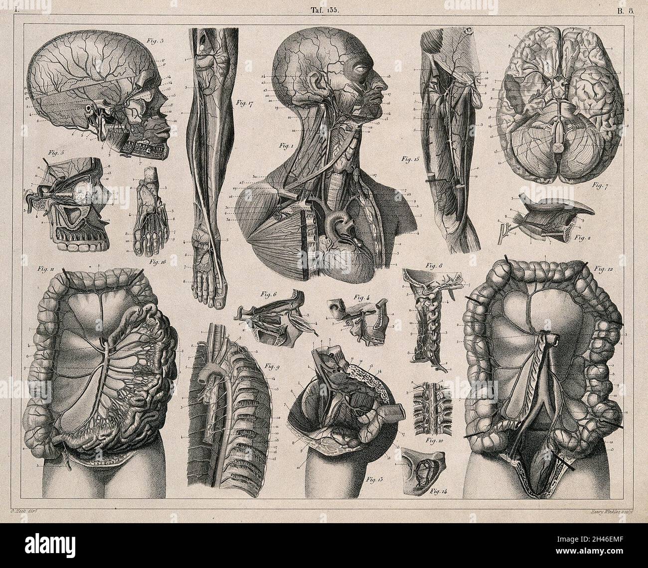 Anatomy: seventeen figures, including dissections illustrating the ...