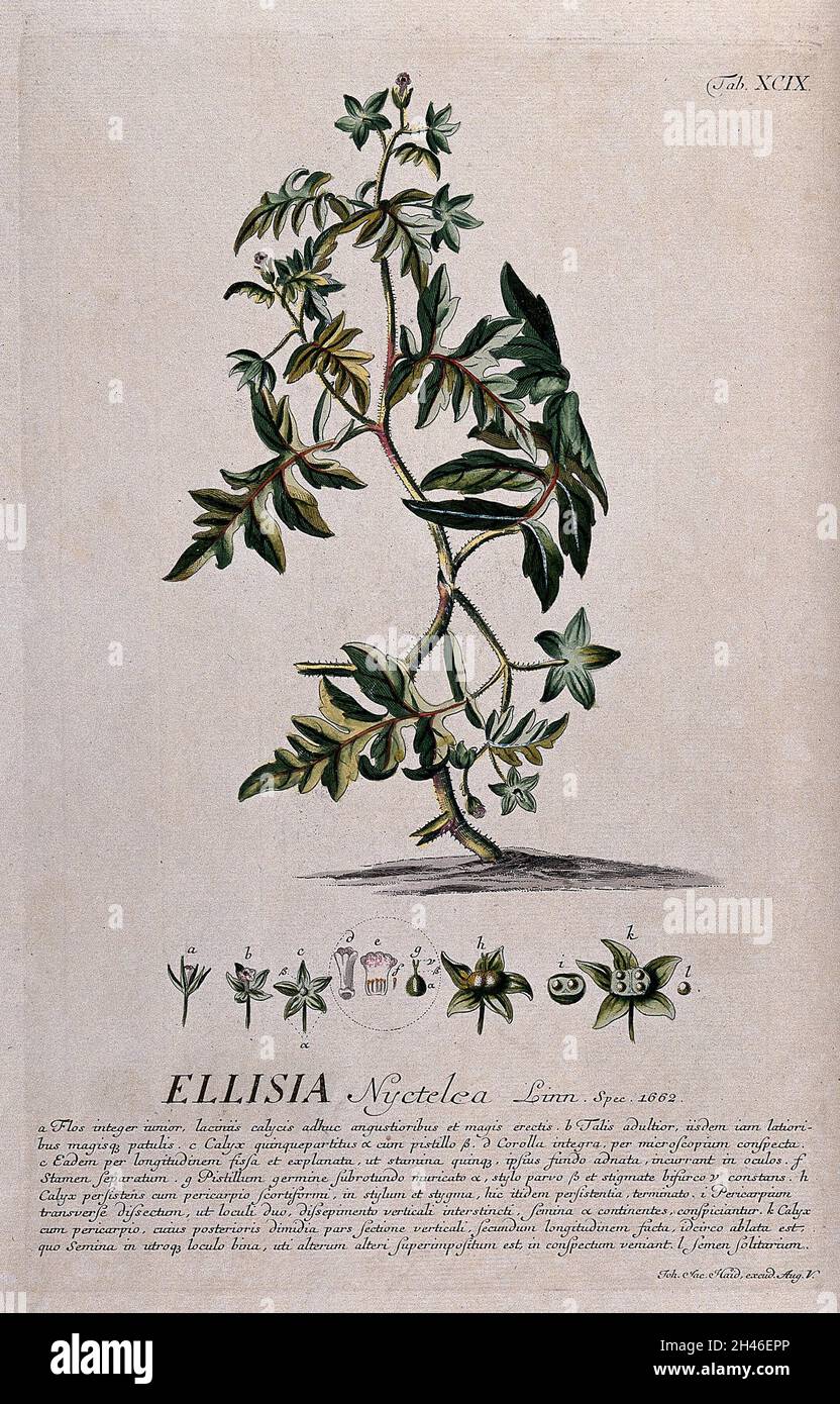 'Aunt Lucy' (Ellisia nyctelea (L.) L.): flowering stem with separate ...