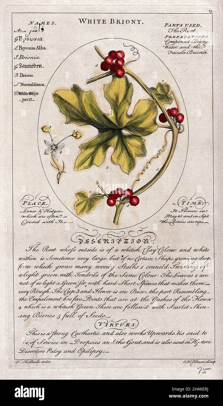 White bryony (Bryonia dioica Jacq.): fruiting stem and separate flower ...