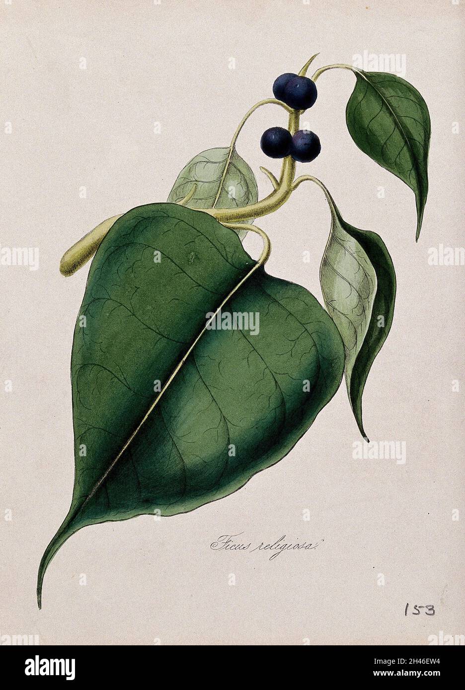 Peepul tree (Ficus religiosa): fruiting stem. Coloured lithograph after ...
