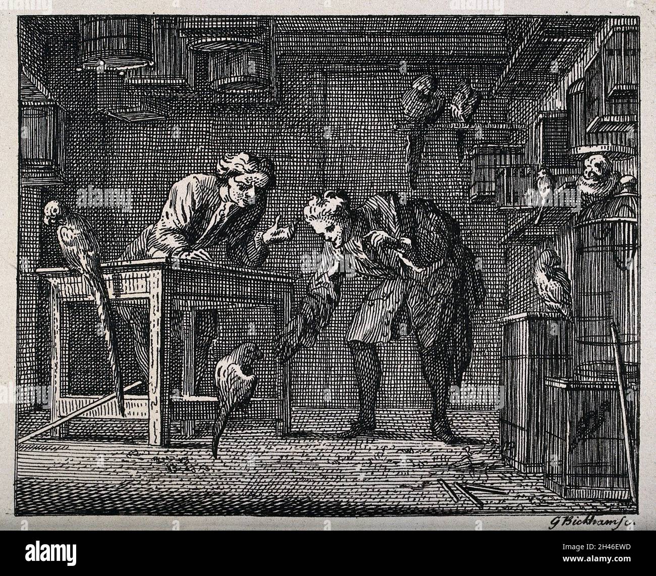Two men feeding parrots in a shop full with parrots and birdcages ...