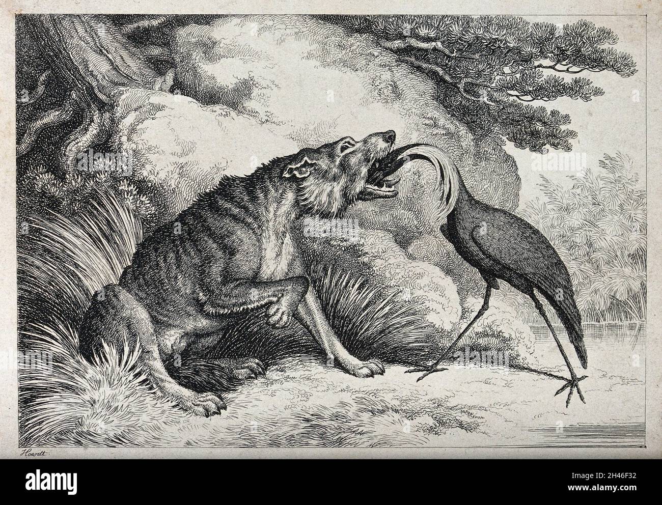 A crane standing with its beak down a wolf's throat. Etching by W-S ...