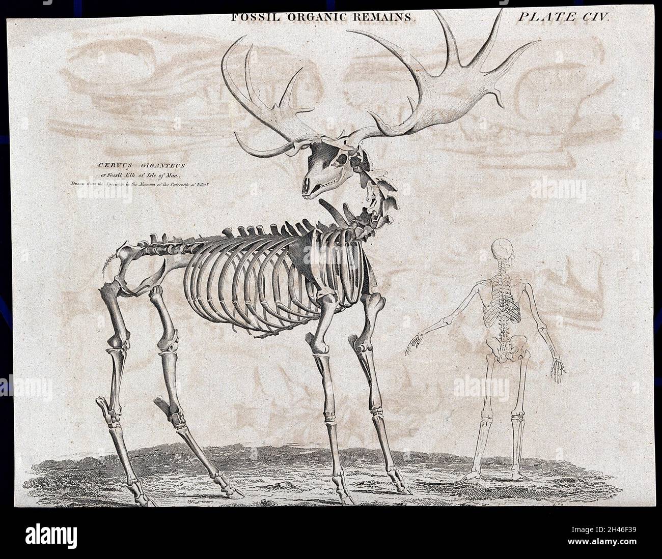 The fossilised remains of a elk standing next to a human skeleton ...