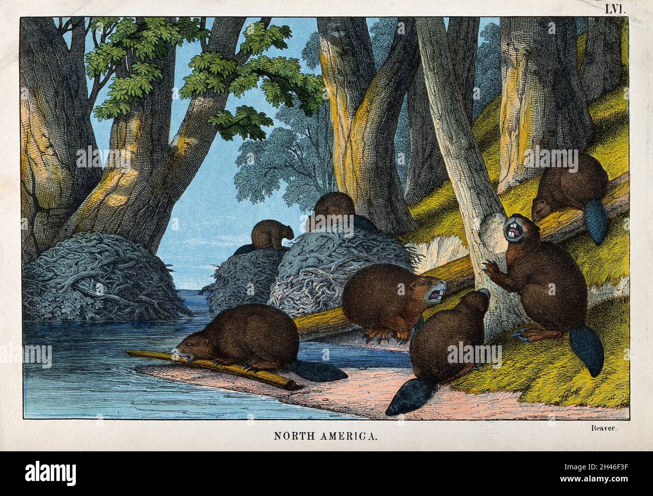 North America: a group of beavers building a dam. Coloured lithograph ...