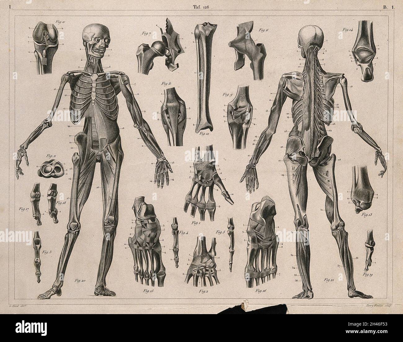 Two écorché figures, with details of miscellaneous bones and muscles ...