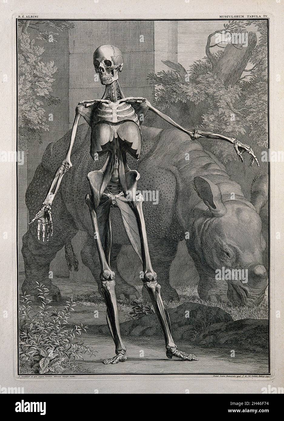 An écorché figure, front view, with left arm extended, showing the ...