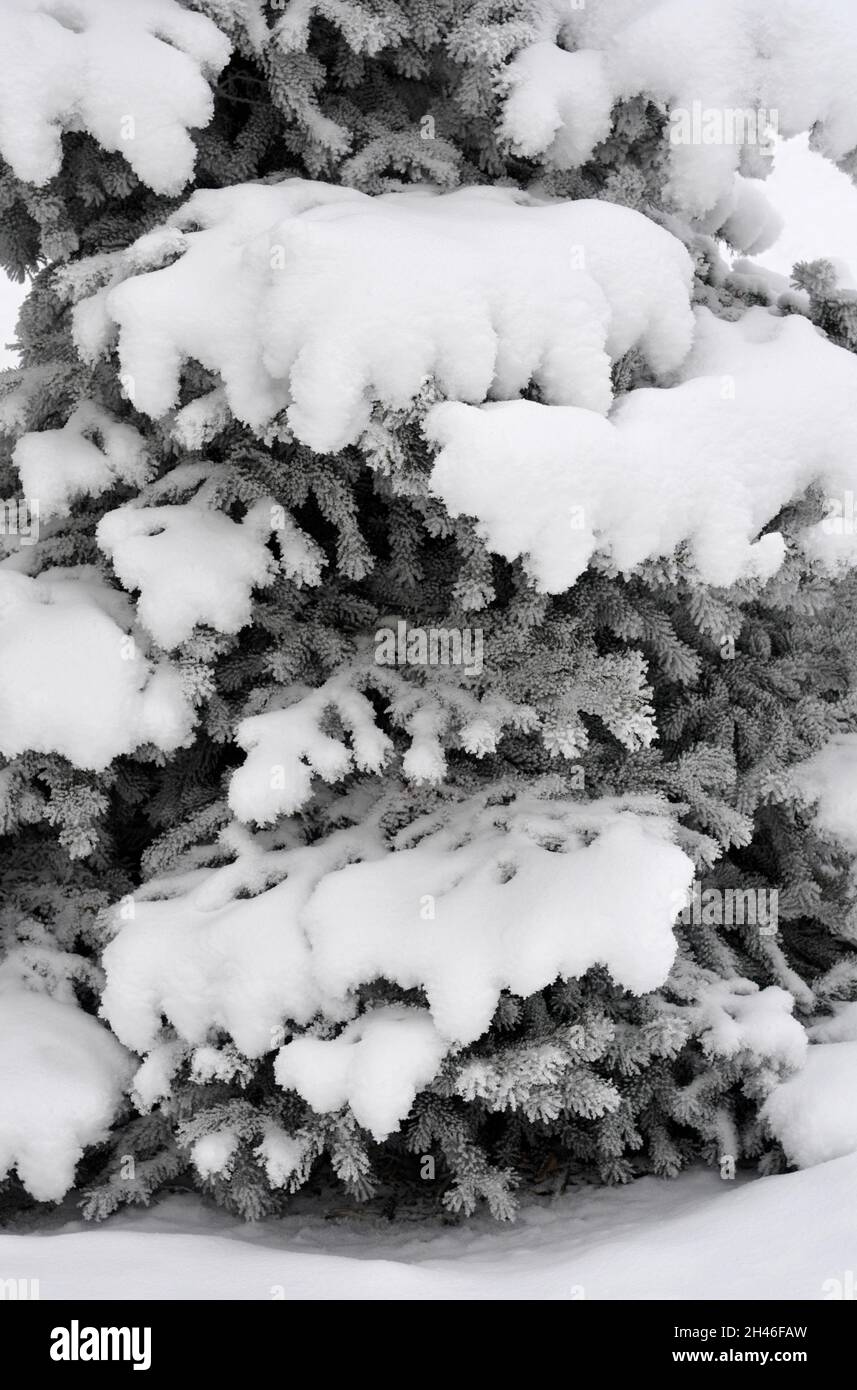 Conifer tree evergreen snow hi-res stock photography and images - Alamy