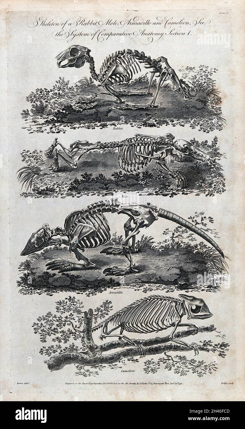 The skeletons of a rabbit, a mole, an armadillo and a chameleon ...