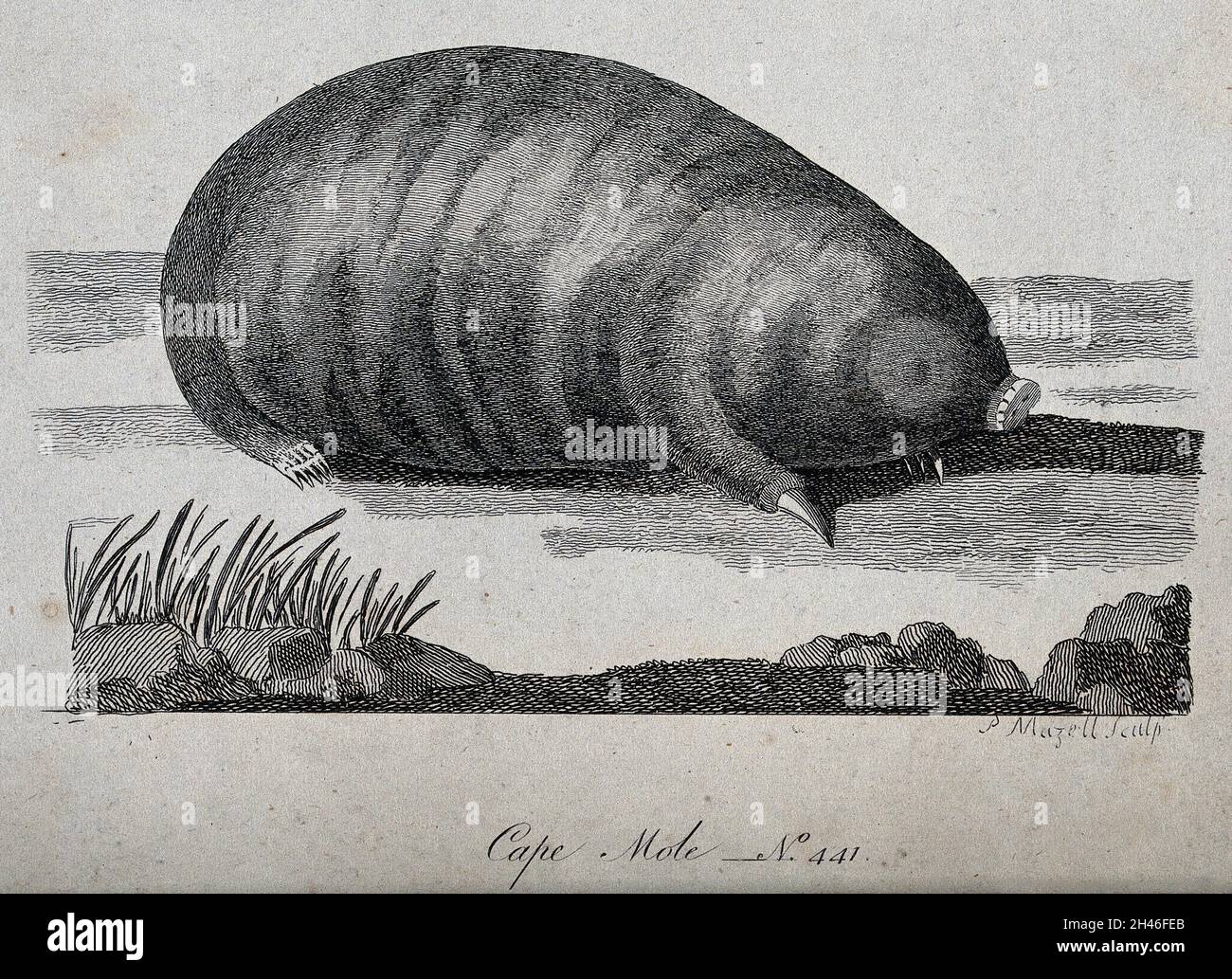 Cape mole hi-res stock photography and images - Alamy