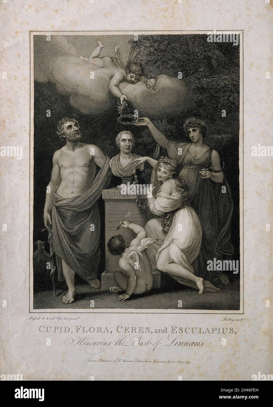 Carolus linnaeus naming system hi-res stock photography and images - Alamy