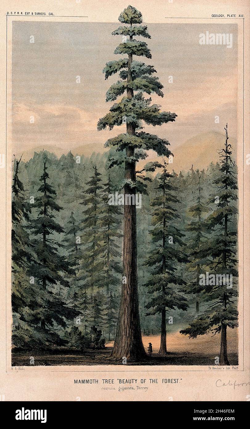 Towering wellingtonia tree hi-res stock photography and images - Alamy