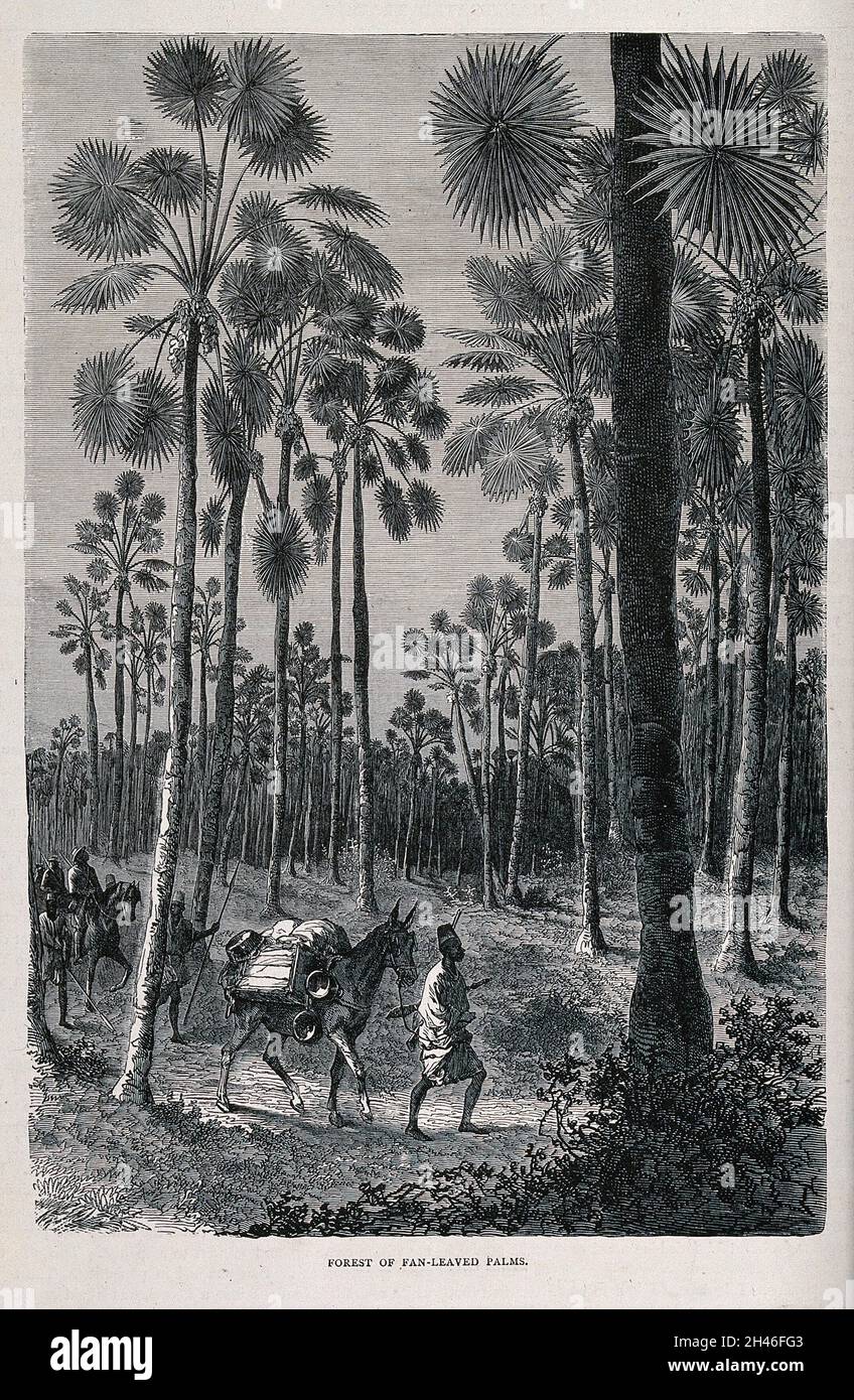 A forest of doum palms (Hyphaene thebaica) in French Sudan, with a ...