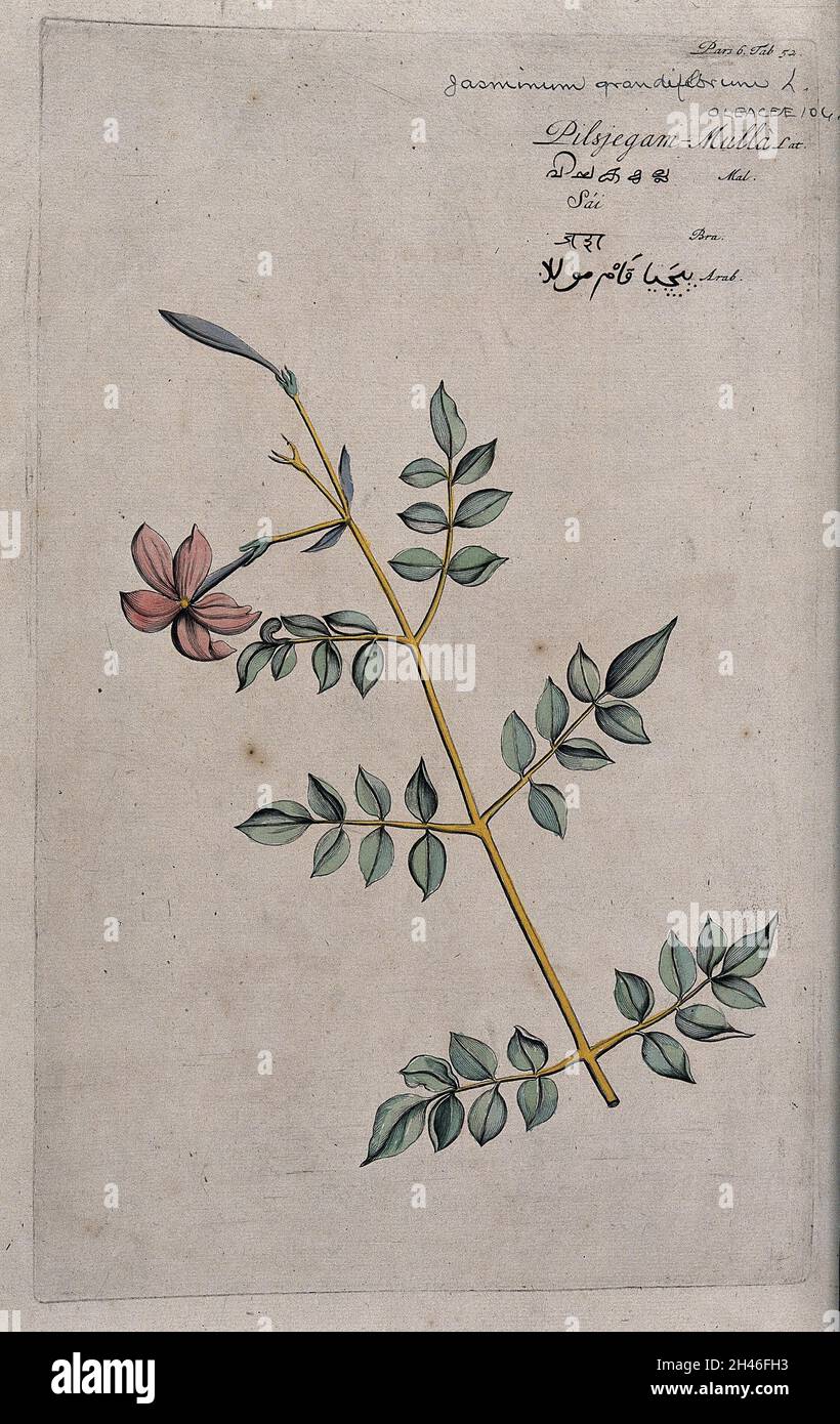 Catalonian jasmine or Spanish jasmine (Jasminum grandiflorum L ...