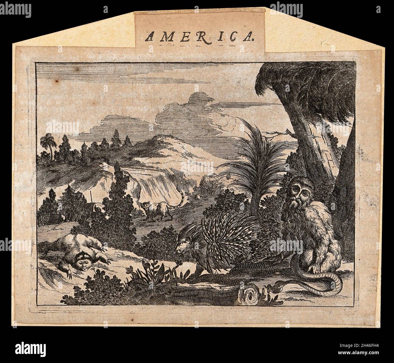 Grotesque animals hi-res stock photography and images - Alamy