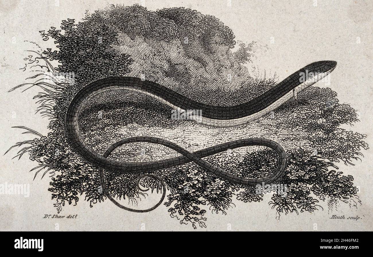 Snake with legs hi-res stock photography and images - Alamy