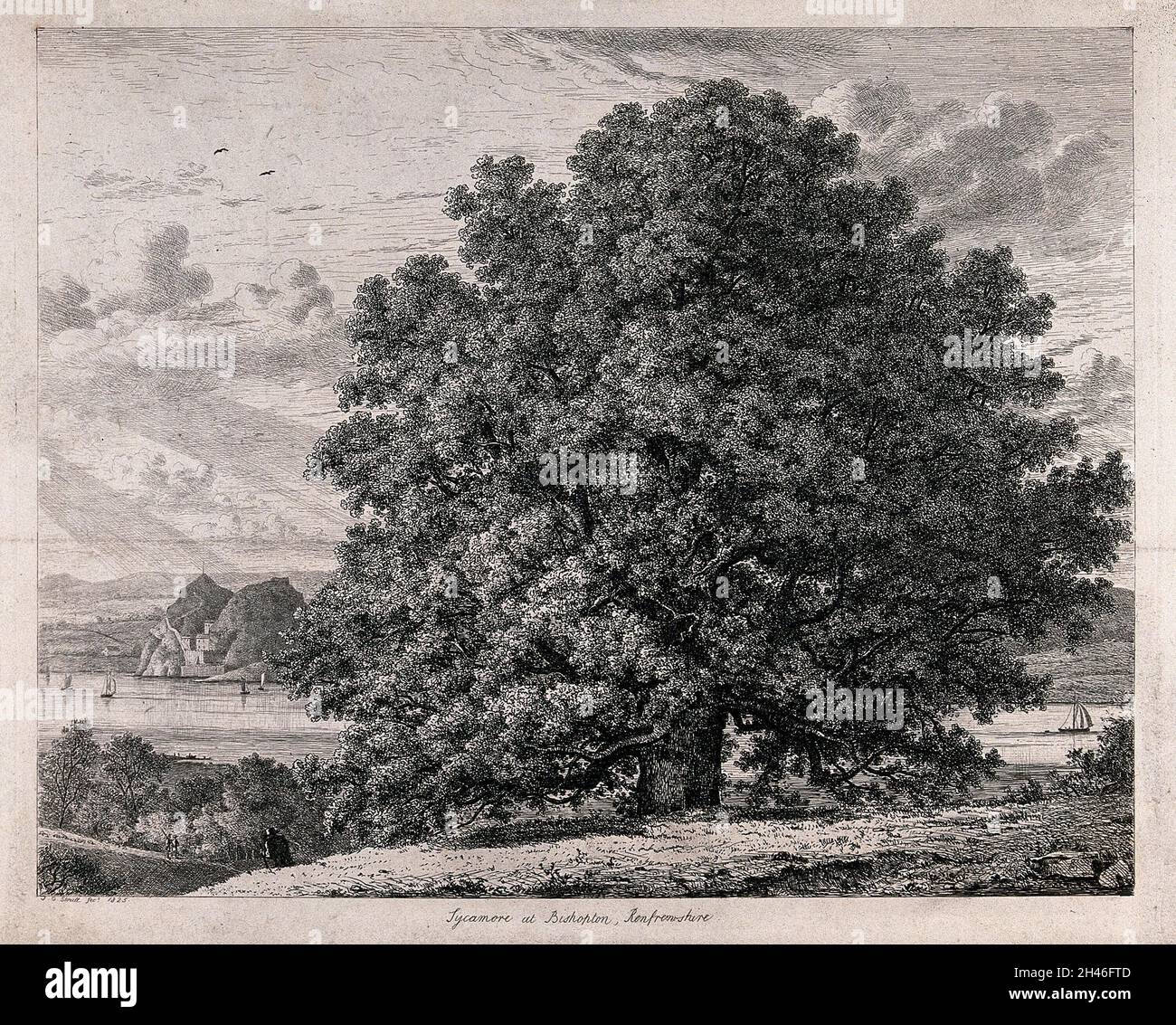 A spreading sycamore tree (Acer pseudoplatanus L.) growing by a scenic ...