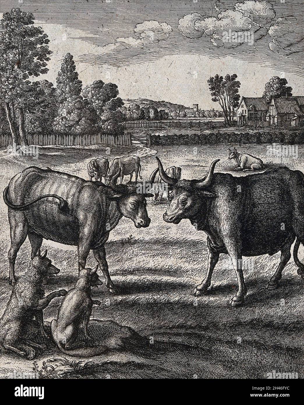 An ox and a steer face each other in a field watched on by a fox and a ...