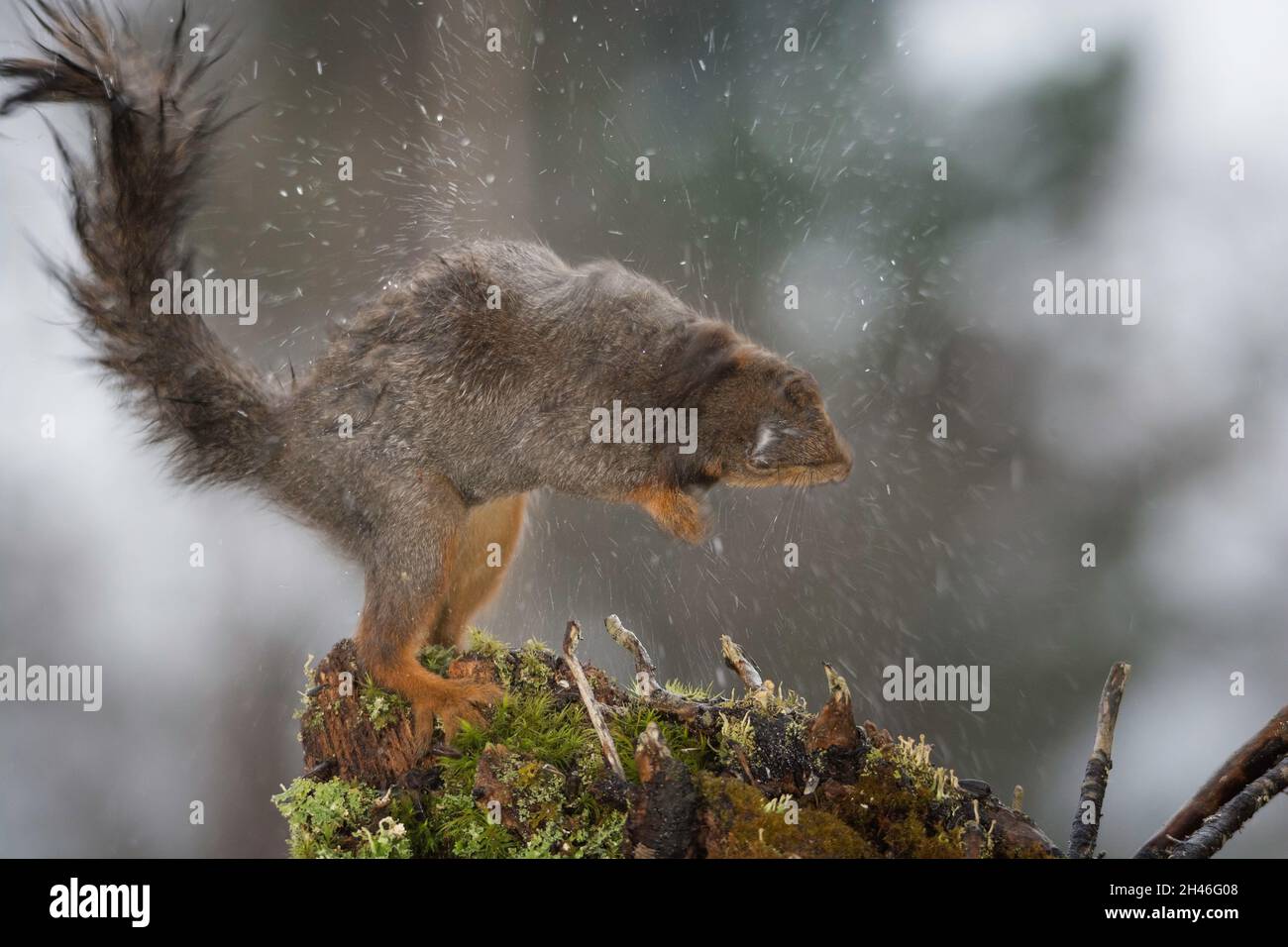 Shaking its tail hi-res stock photography and images - Alamy