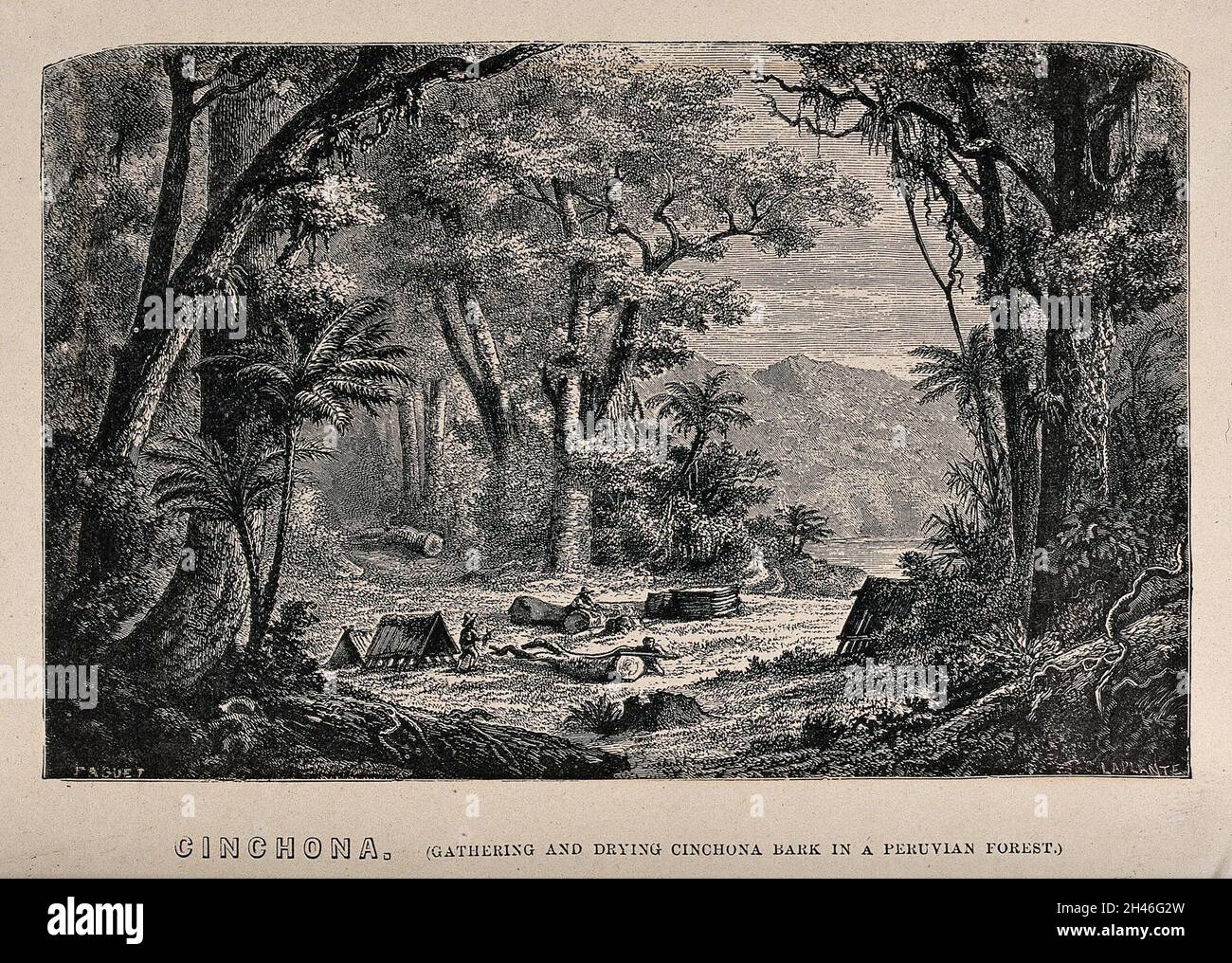 Cinchona bark hi-res stock photography and images - Alamy