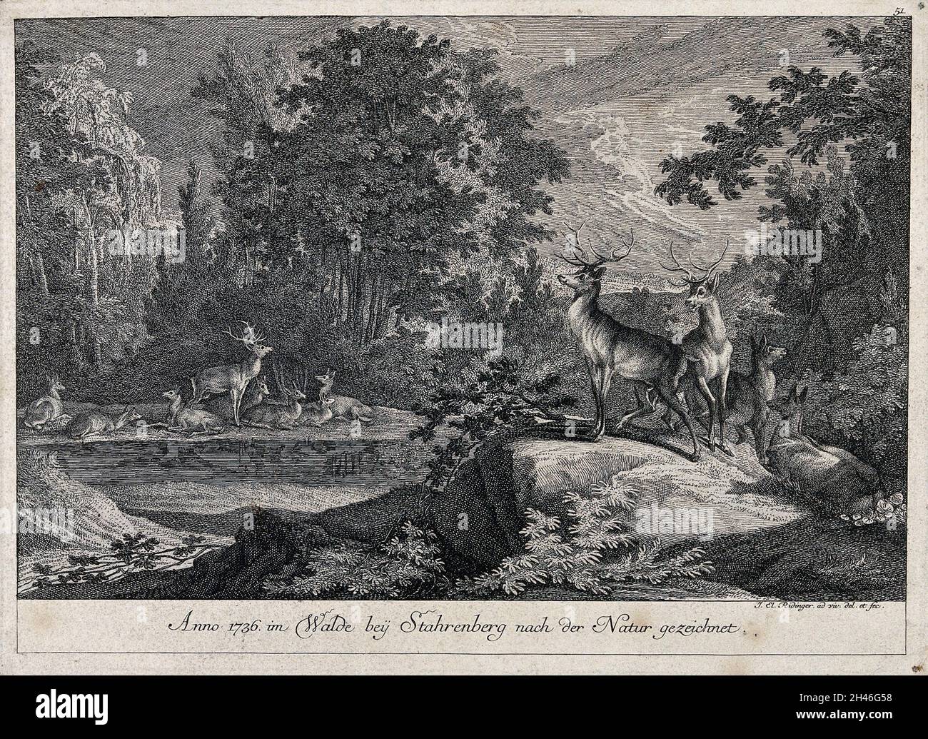 A group of deer around a lake in a forest. Etching by J.E. Ridinger ...