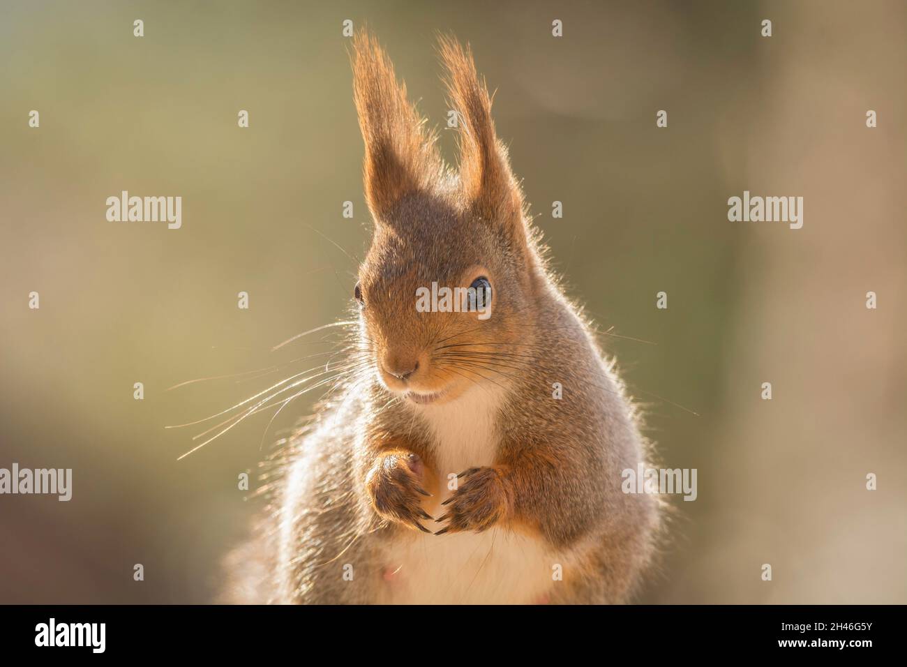 Strong back hi-res stock photography and images - Alamy