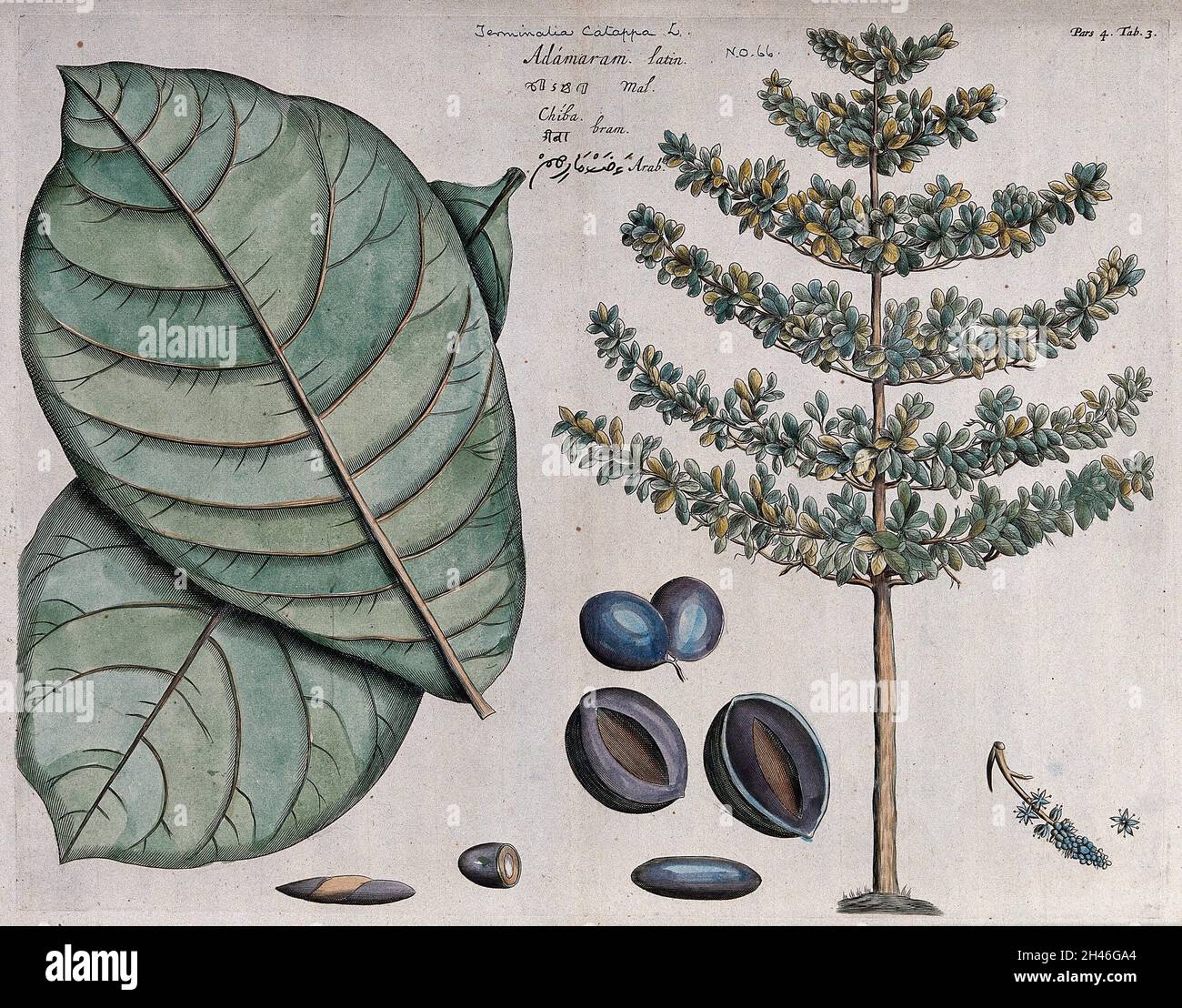 Indian almond (Terminalia catappa L.): leaves, tree, fruit, flowers ...