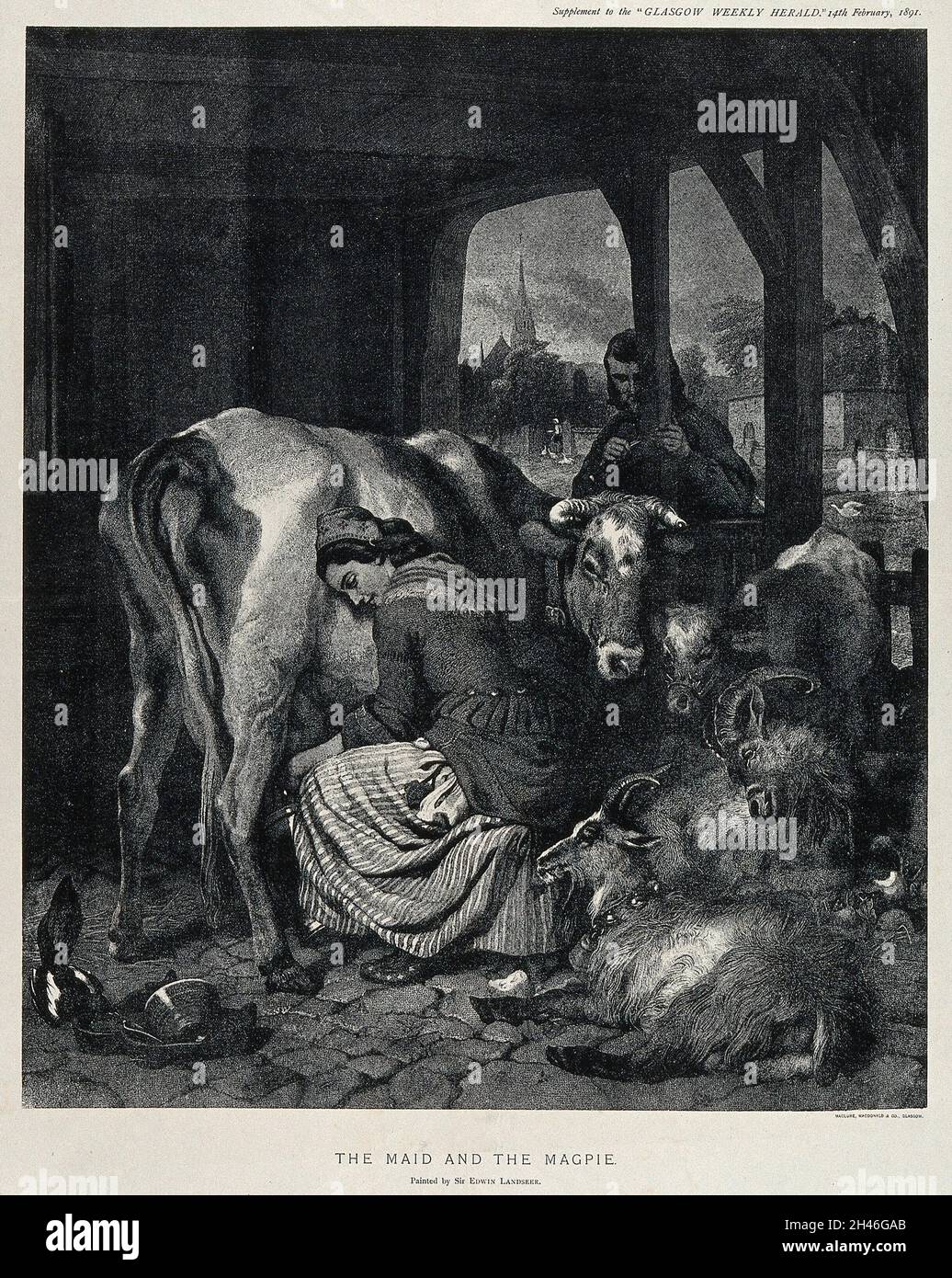 A maid is milking a cow surrounded by goats and a calf while a man ...