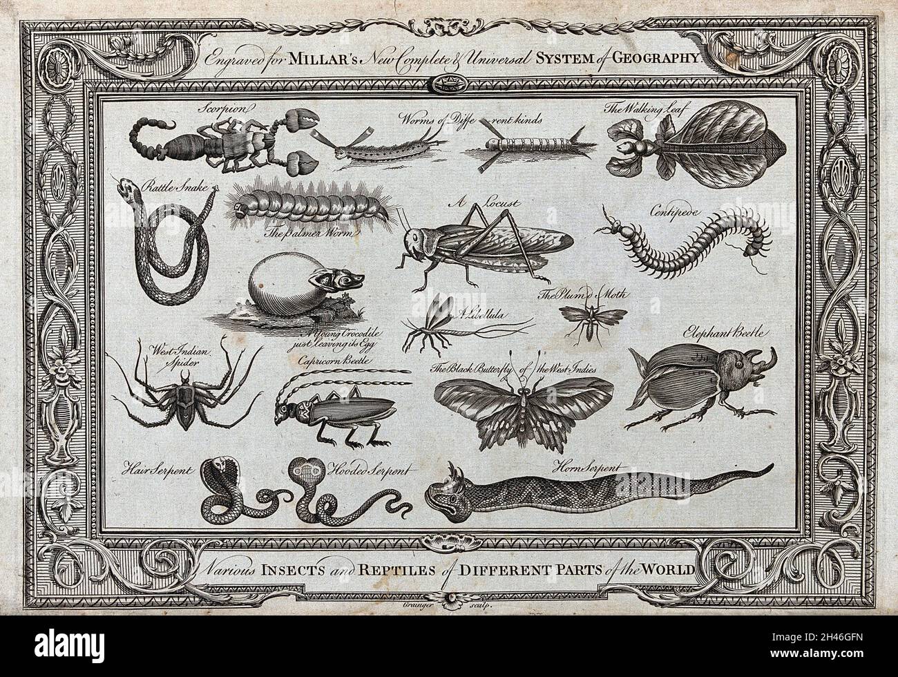 Insects and reptiles from different parts of the world, including a ...