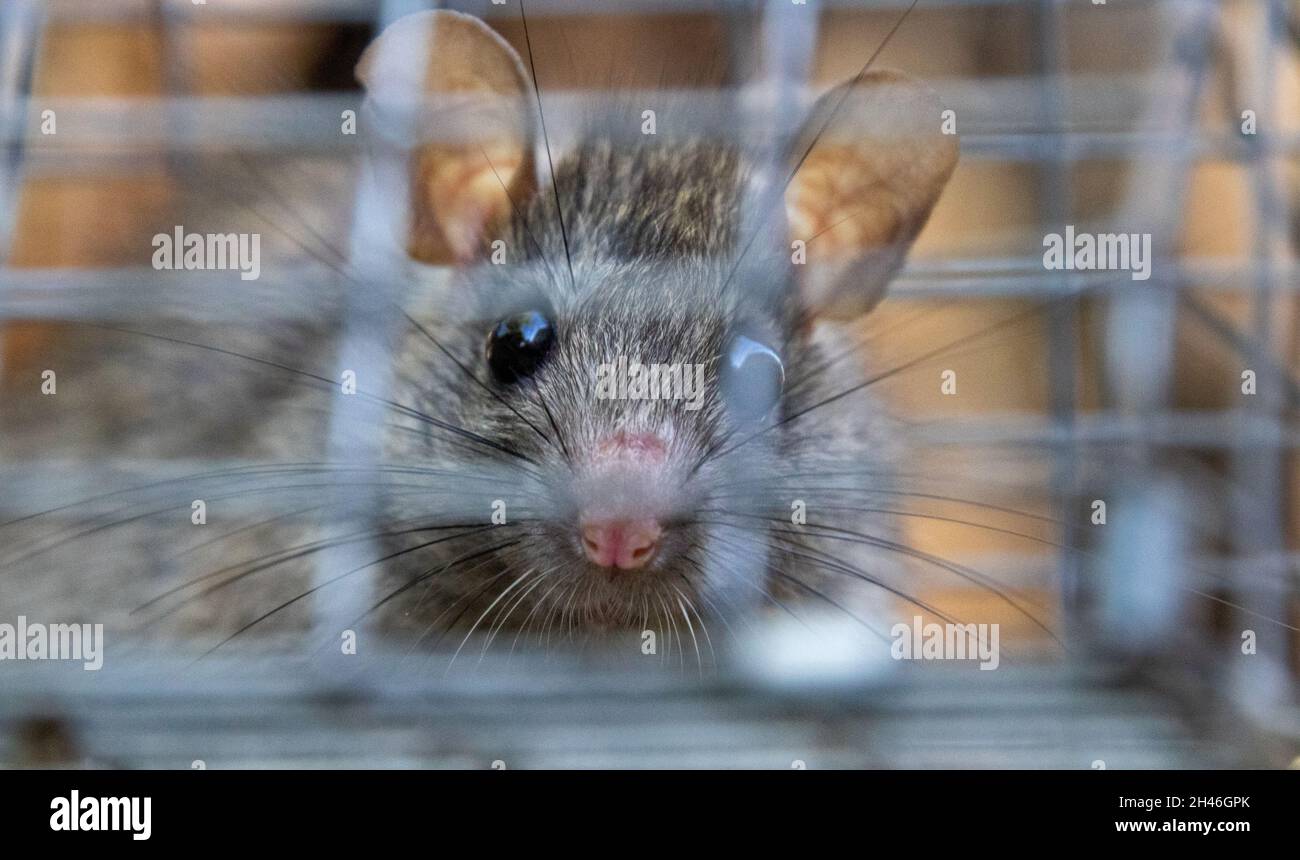 A rat trapped in a environmentally friendly trap made from wire Stock ...