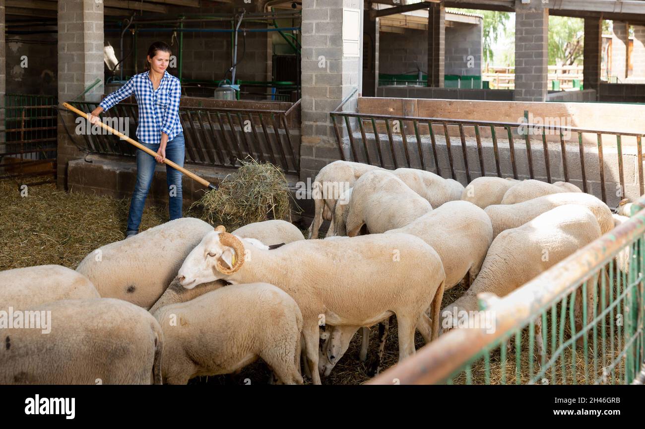 Farm worker caring for sheep Stock Photo - Alamy