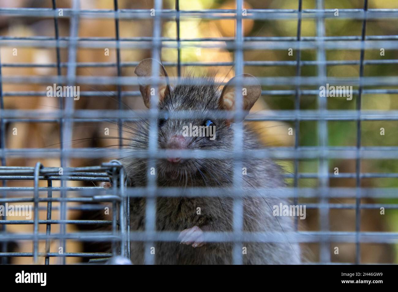 A rat trapped in a environmentally friendly trap made from wire Stock ...