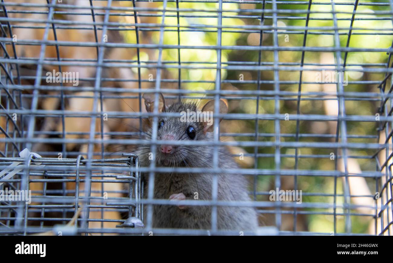 A rat trapped in a environmentally friendly trap made from wire Stock ...