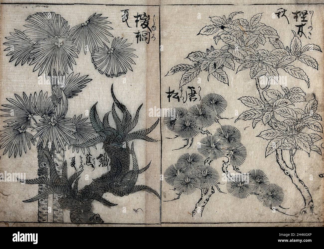 Flowers. Woodcut, 18 Stock Photo - Alamy